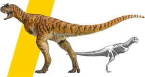 Carnotaurus: All About Dinosaurs