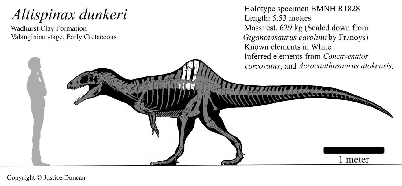 Altispinax/Becklespinax: All About Dinosaurs